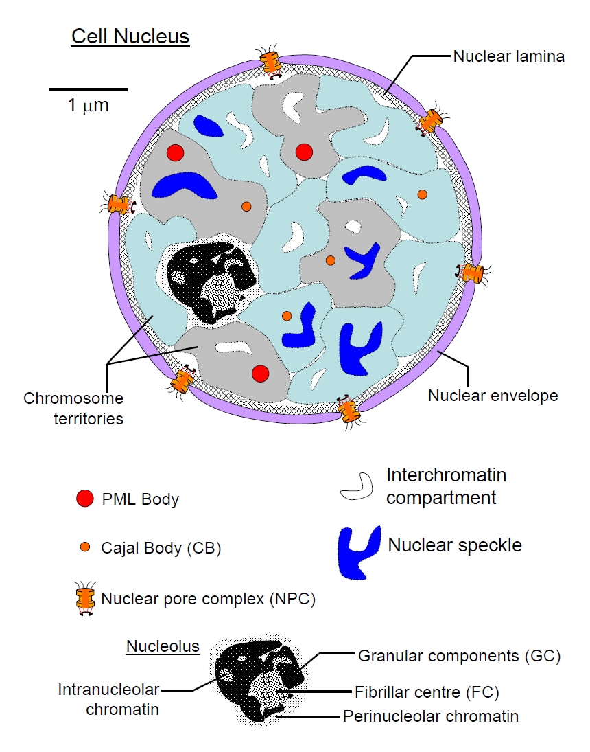 Cell Nucleus